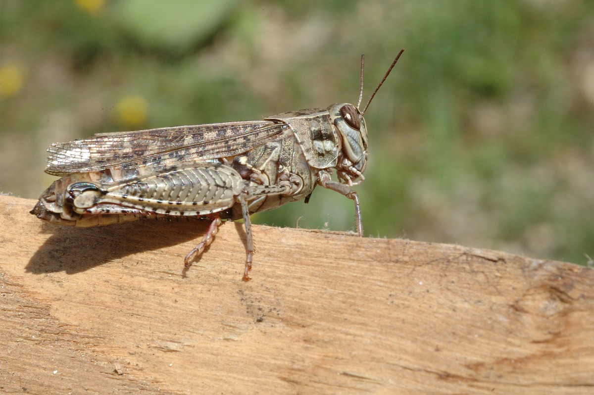 Calliptamus italicus, Italian Locust